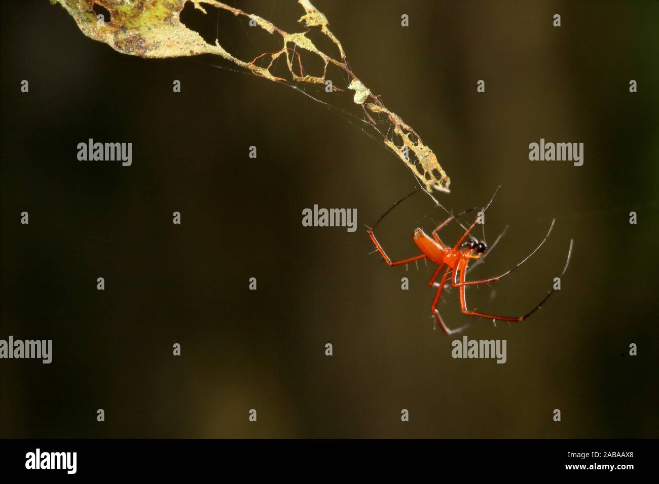 Borneo spinne -Fotos und -Bildmaterial in hoher Auflösung – Alamy