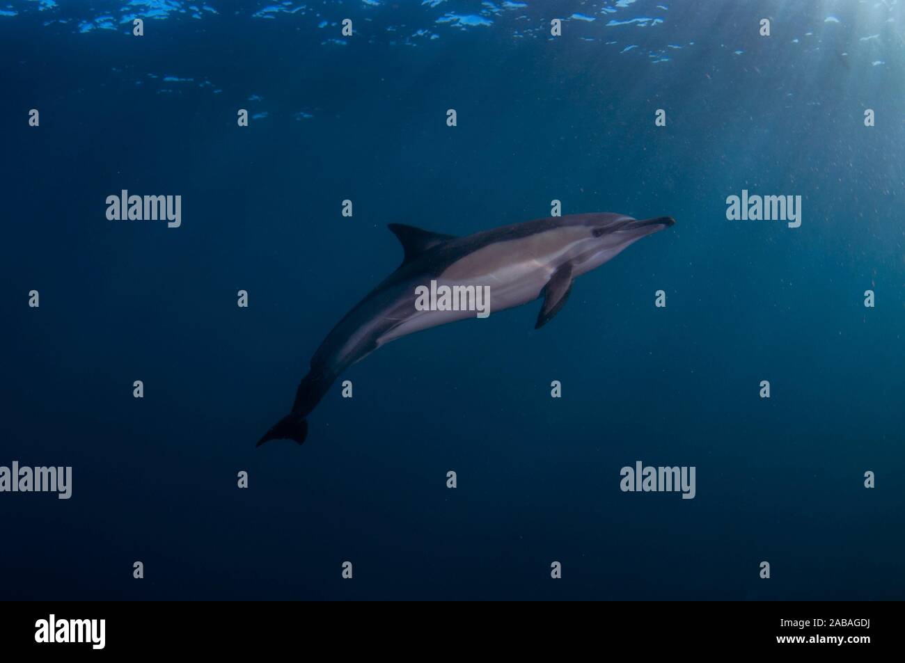 Delfine Jage Stockfotos und -bilder Kaufen - Alamy