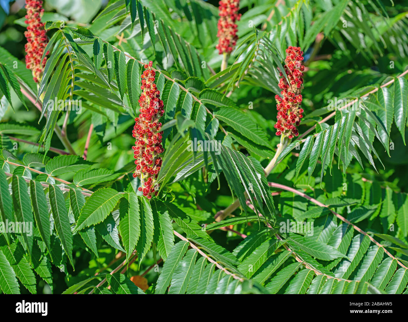 Staghorn sumac vinegar tree -Fotos und -Bildmaterial in hoher Auflösung ...