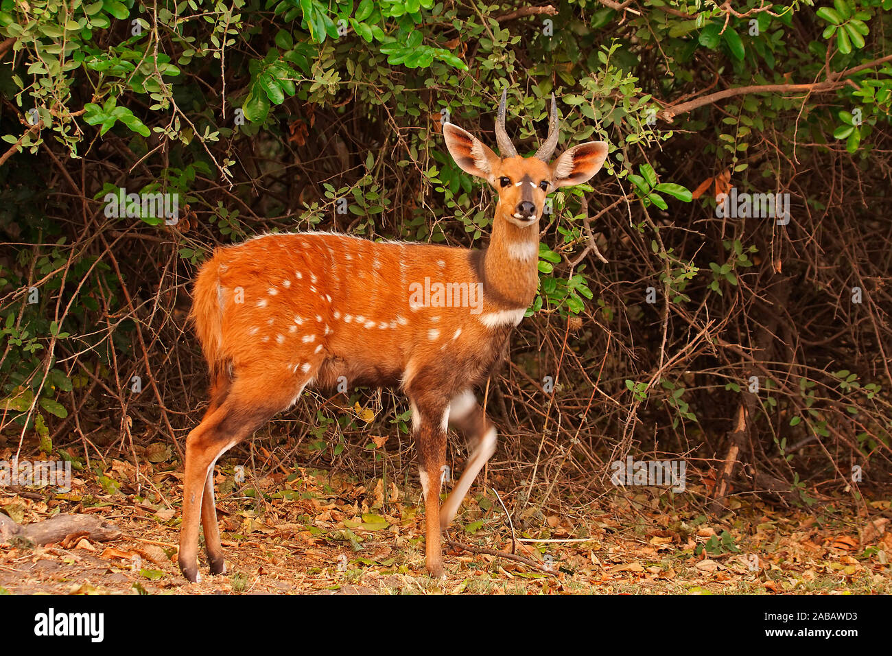 Bushbuck tragelaphus scriptus chobe botswana -Fotos und -Bildmaterial ...