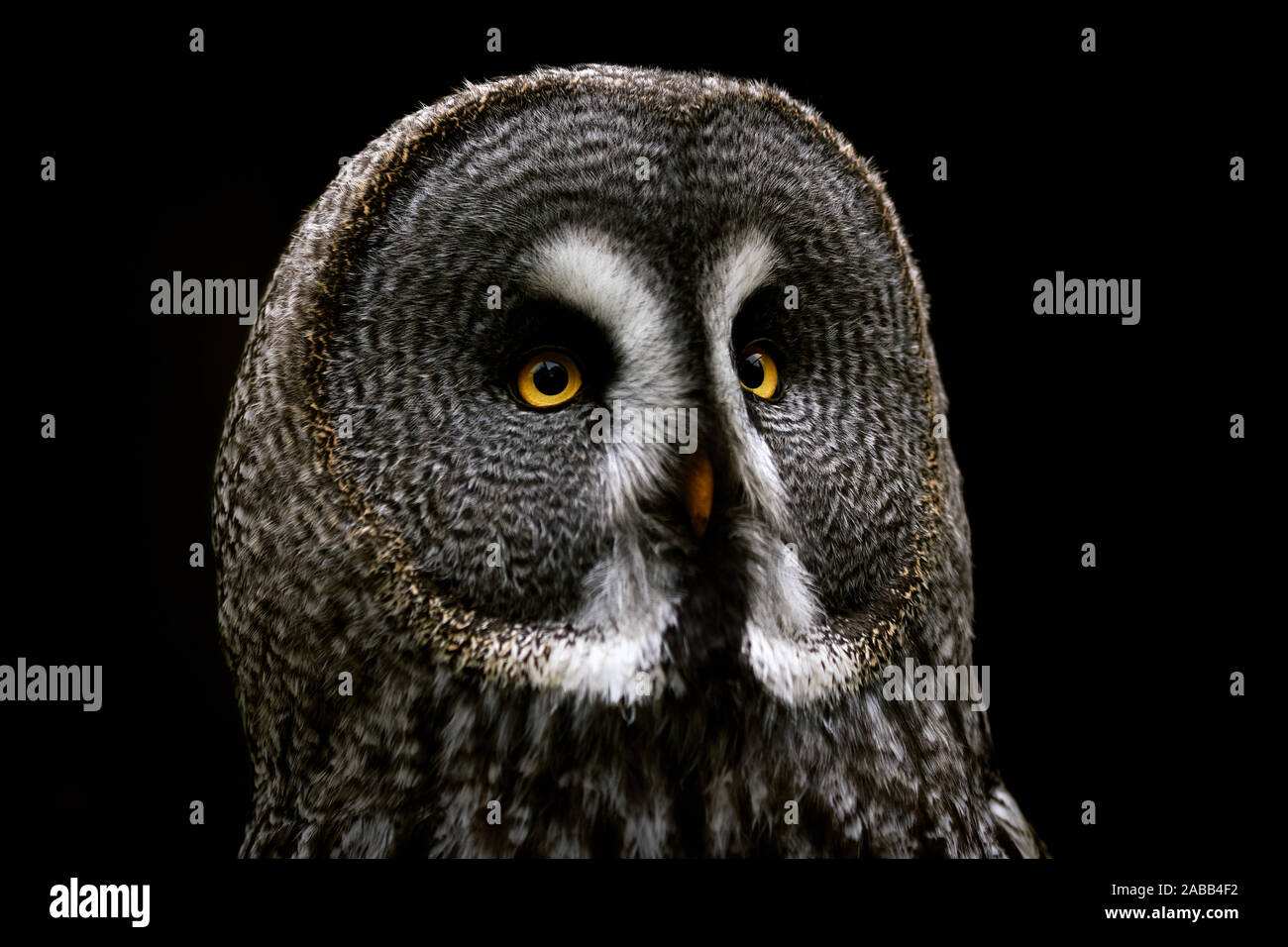 Kopf Der Eule Stockfotos und -bilder Kaufen - Alamy