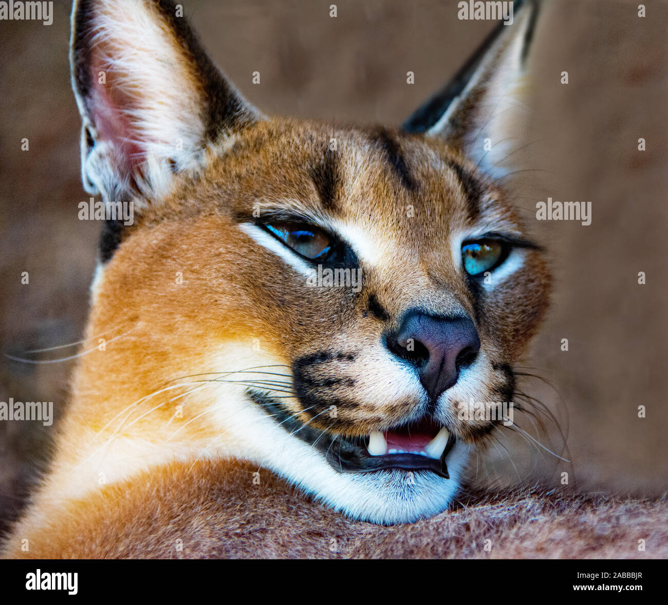 Ein karakal -Fotos und -Bildmaterial in hoher Auflösung – Alamy