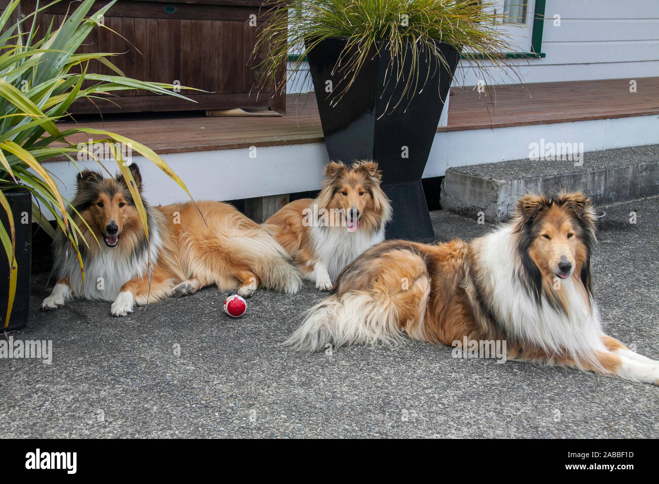 Lassie collie -Fotos und -Bildmaterial in hoher Auflösung – Alamy