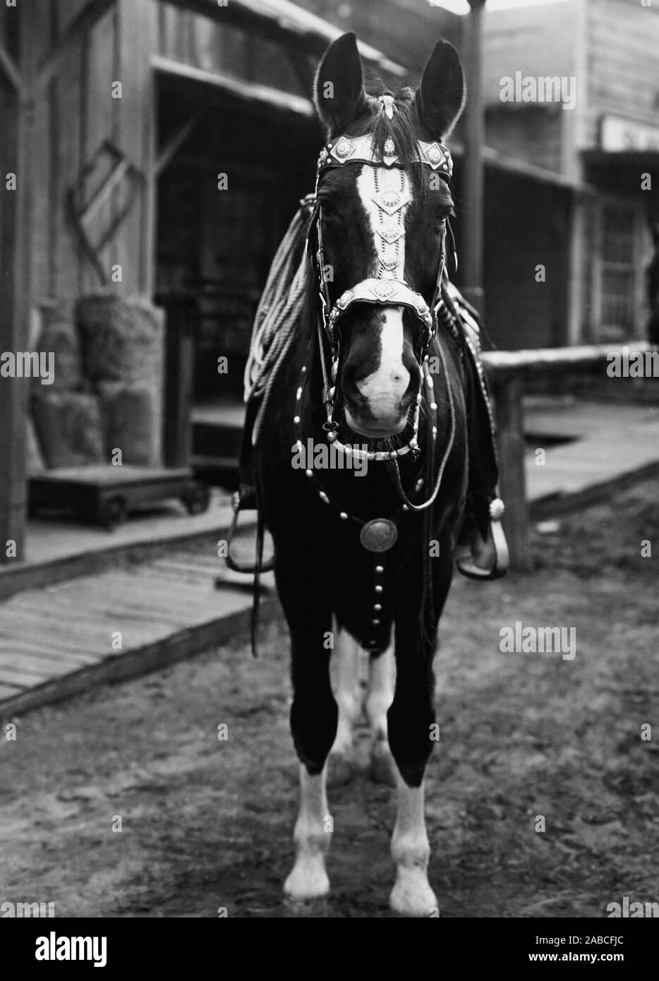 Tony das wunderpferd -Fotos und -Bildmaterial in hoher Auflösung – Alamy