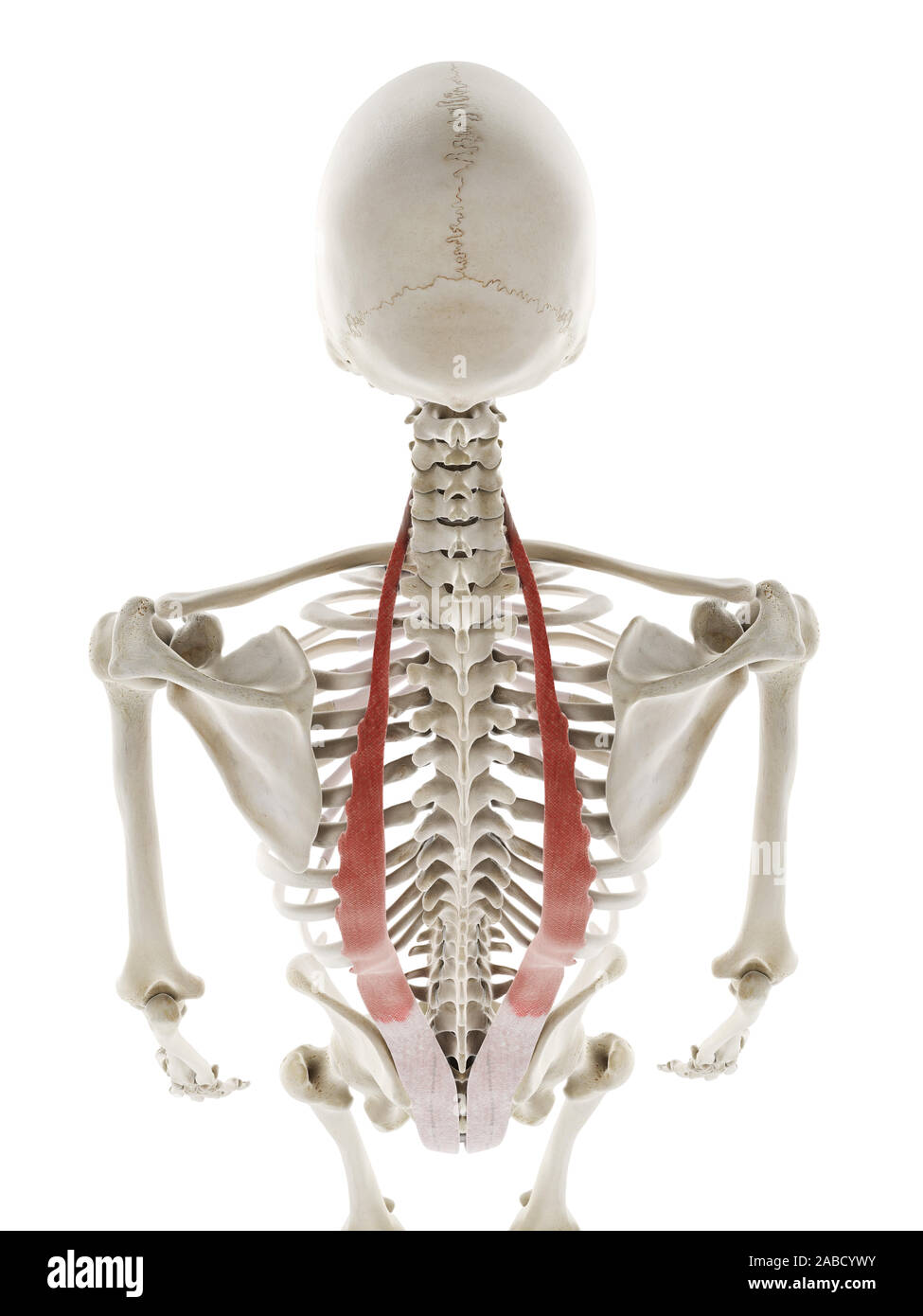 Musculus iliocostalis -Fotos und -Bildmaterial in hoher Auflösung – Alamy