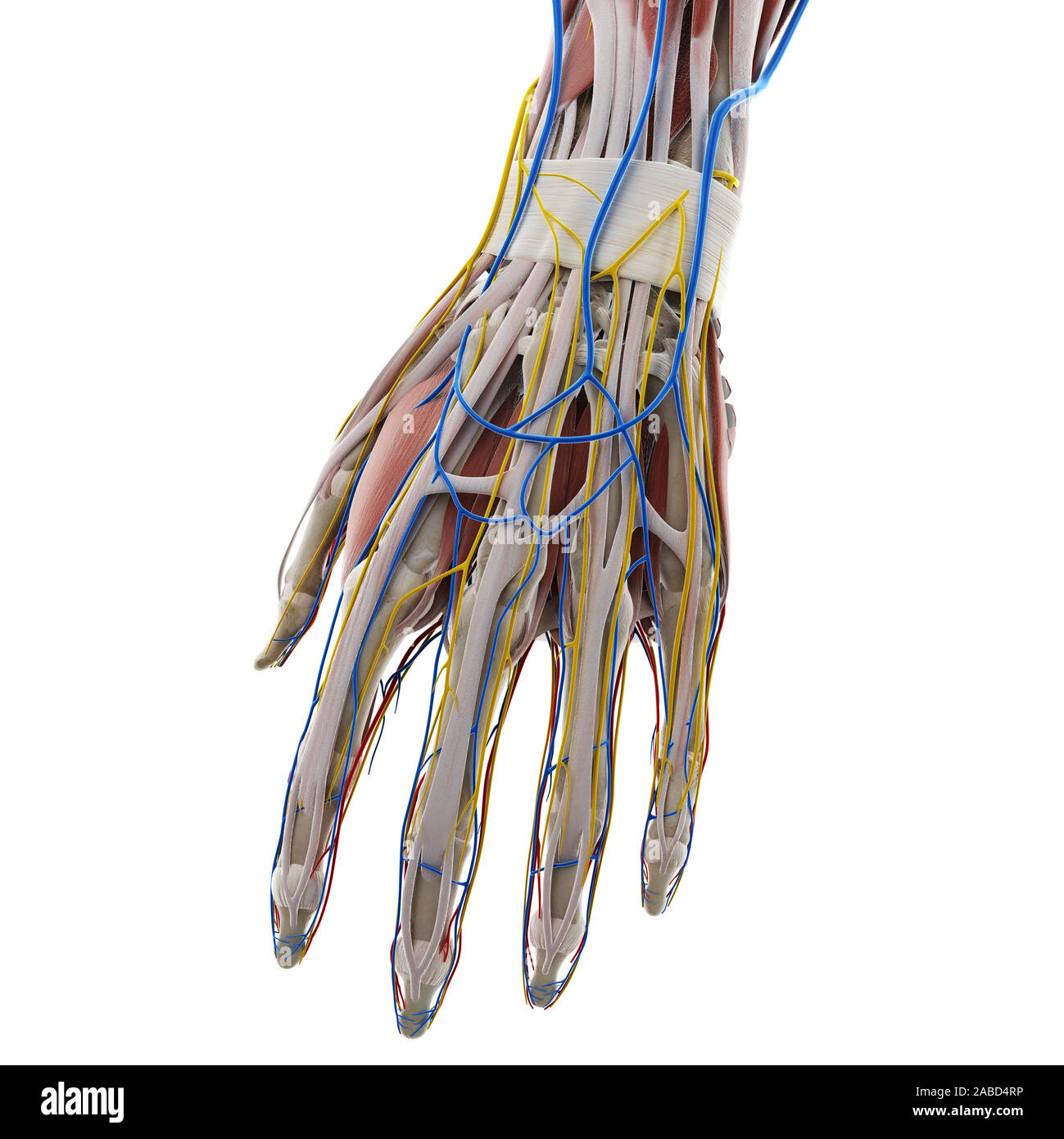 Anatomie der hand Ausgeschnittene Stockfotos und -bilder - Seite 2 - Alamy