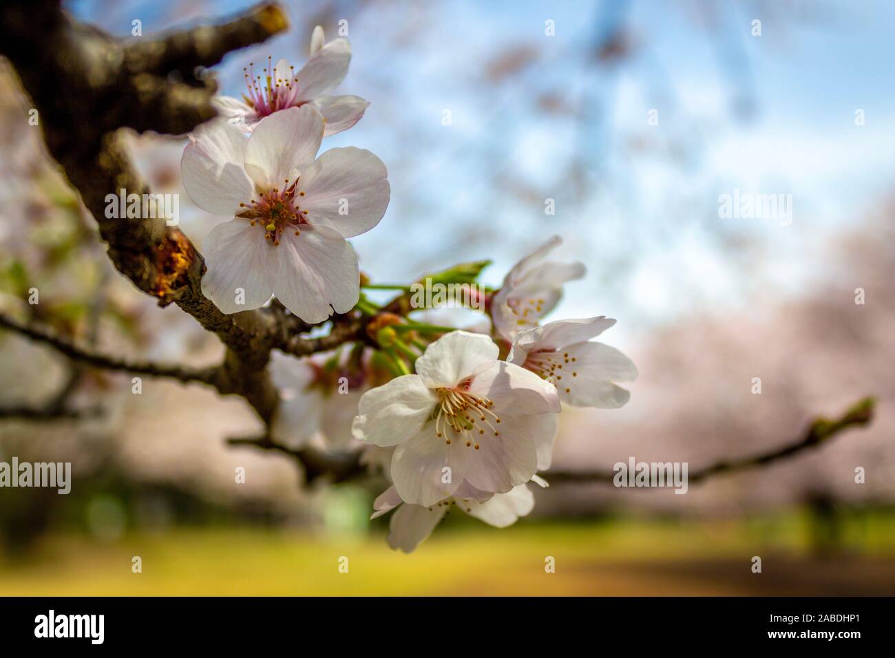 Cherry - Blüten, SOMEIYOSHINO in KANAGAWA JAPAN. Cherry-Blüten, in ...