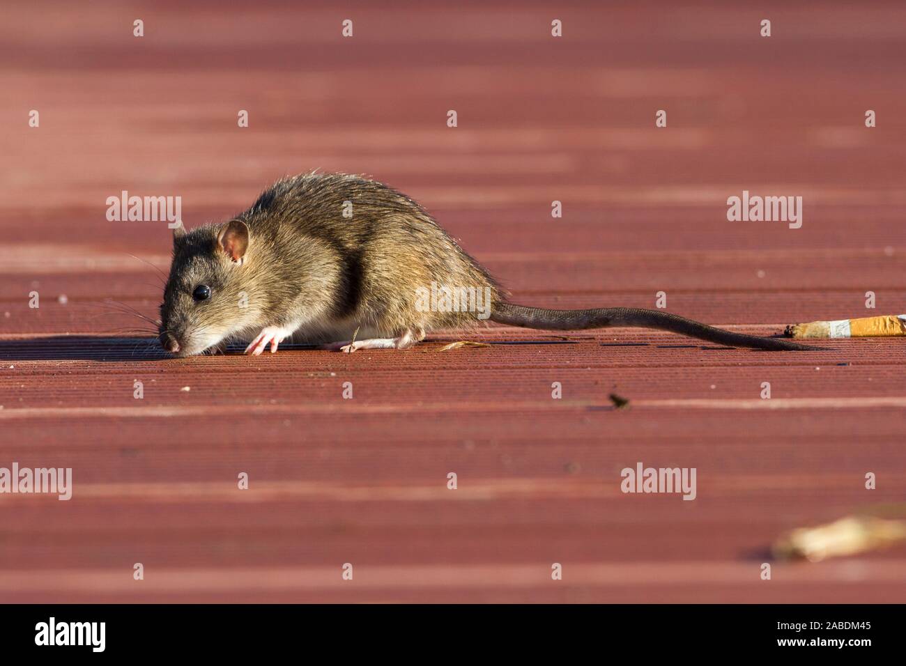 Wanderratte (Rattus norvegicus Stockfotografie - Alamy