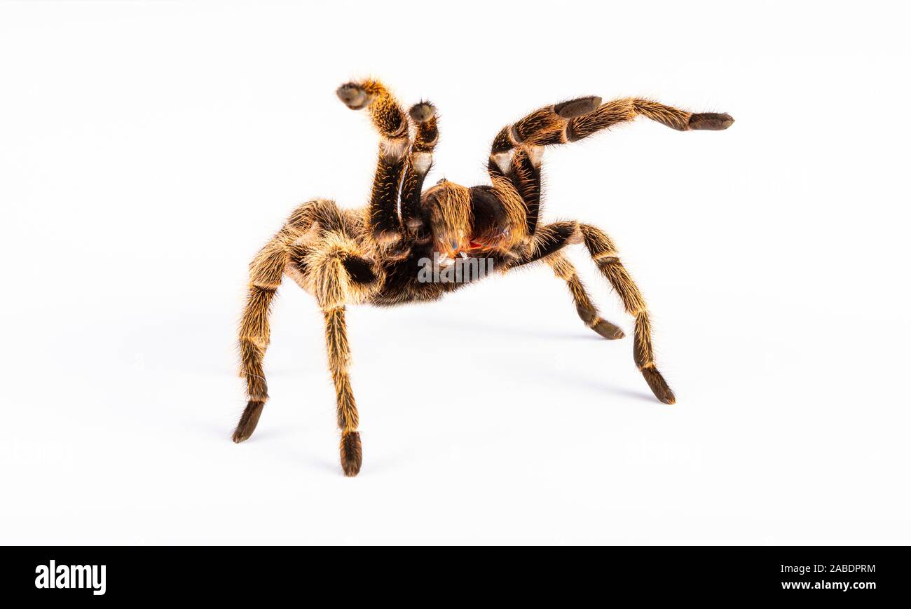 Tarantula attack -Fotos und -Bildmaterial in hoher Auflösung – Alamy