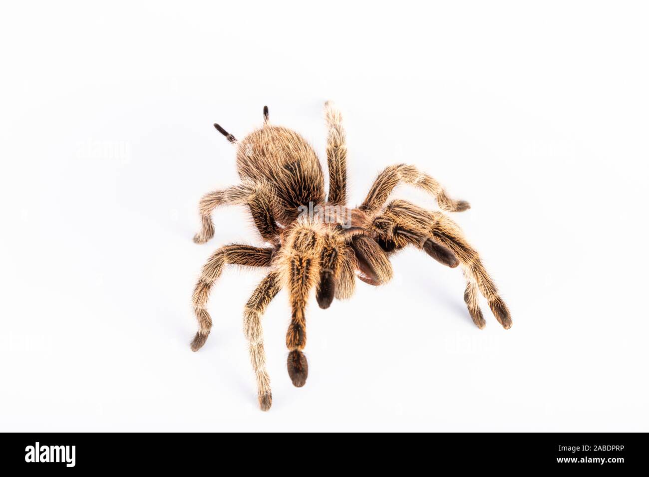 Tarantula attack -Fotos und -Bildmaterial in hoher Auflösung – Alamy