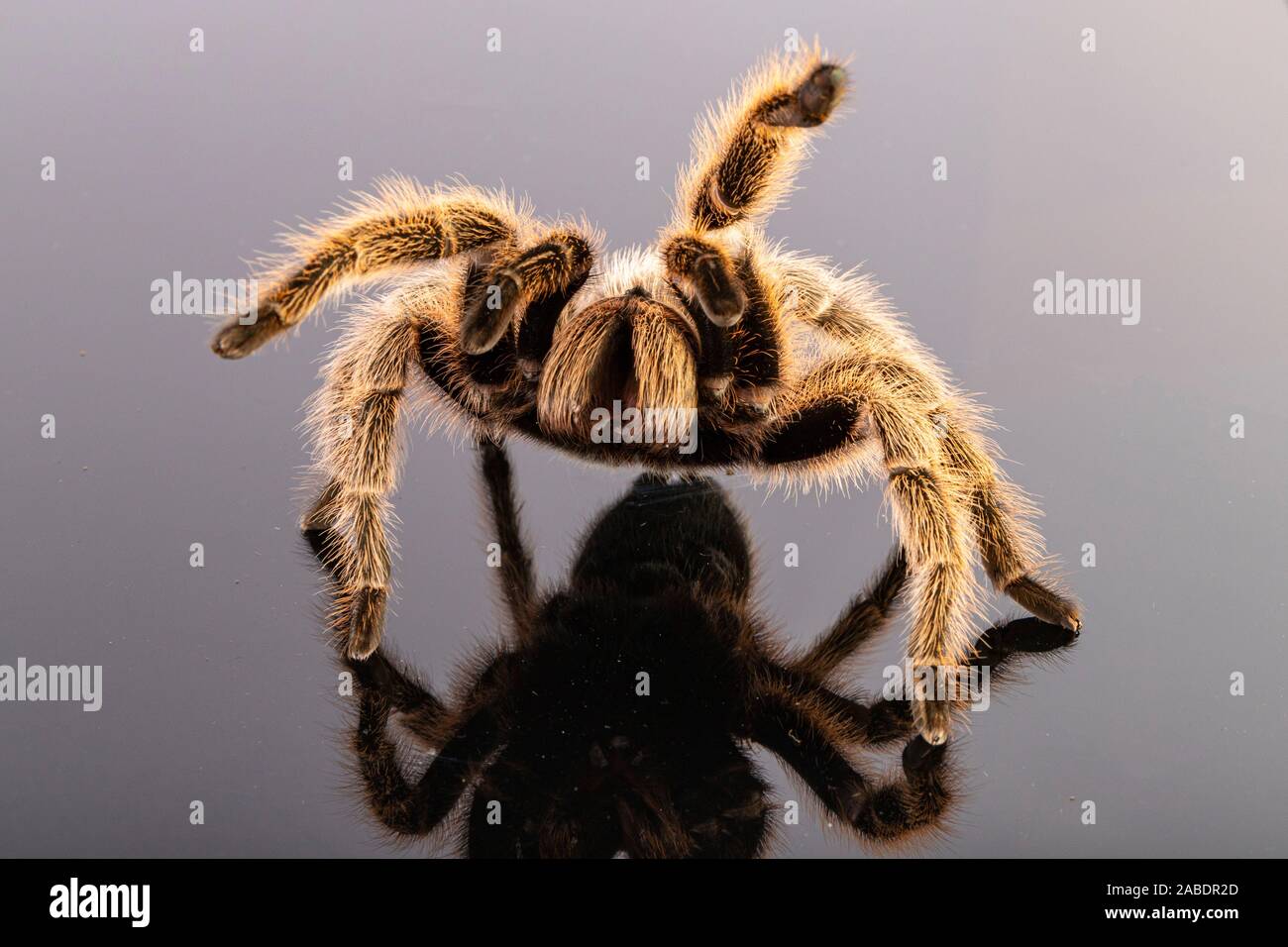 Tarantula attack -Fotos und -Bildmaterial in hoher Auflösung – Alamy