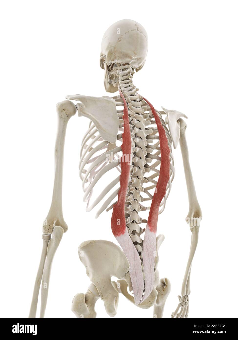 Musculus iliocostalis -Fotos und -Bildmaterial in hoher Auflösung – Alamy