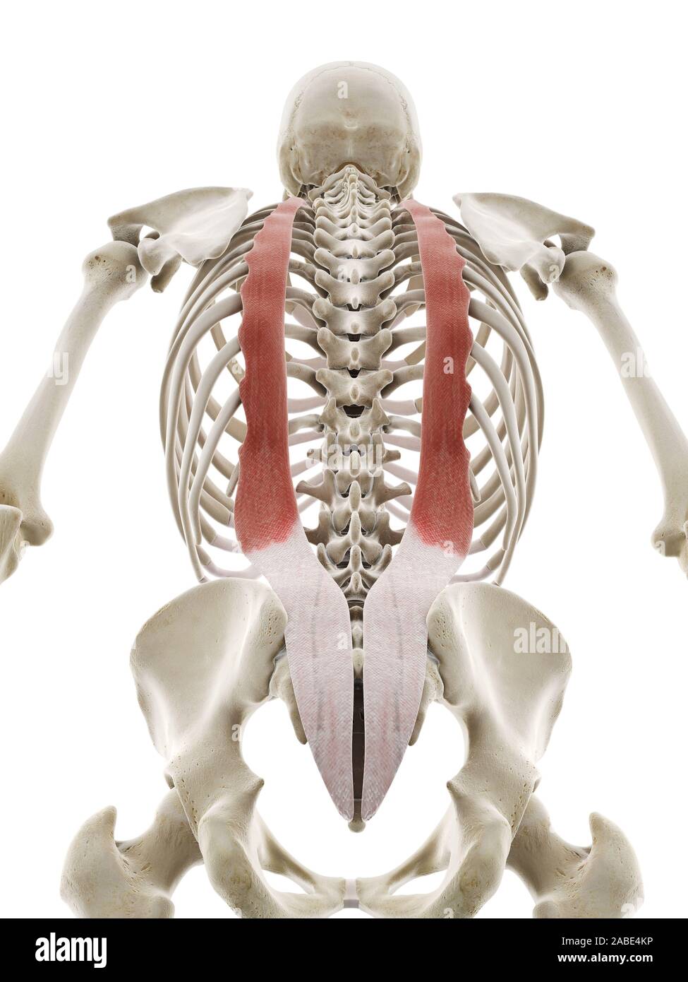 Musculus iliocostalis -Fotos und -Bildmaterial in hoher Auflösung – Alamy