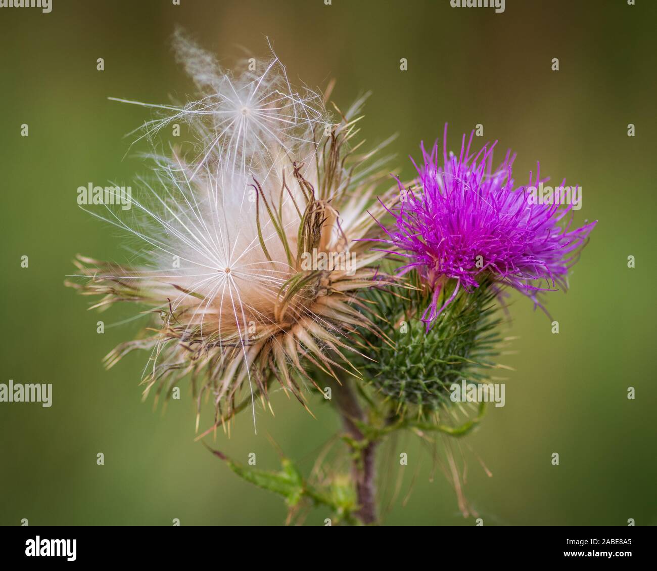 Blühende distel -Fotos und -Bildmaterial in hoher Auflösung – Alamy
