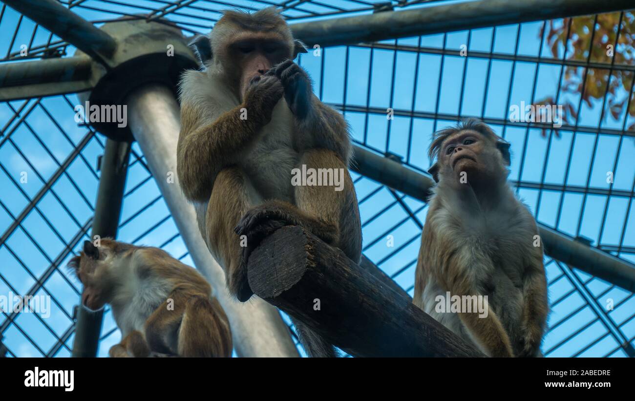 Affen in einem zoo -Fotos und -Bildmaterial in hoher Auflösung – Alamy