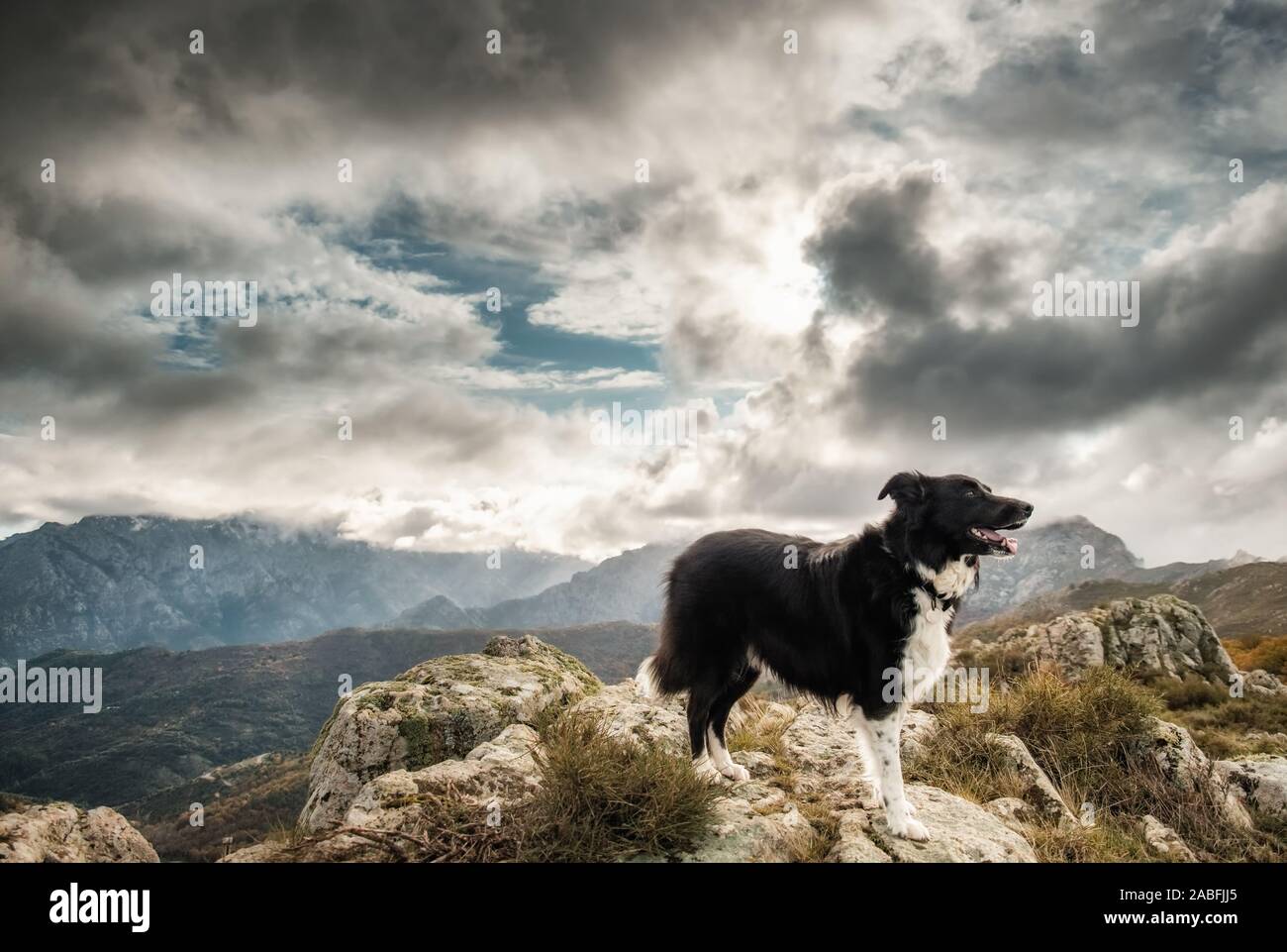 Wandern Border Collie Stockfotos und -bilder Kaufen - Alamy