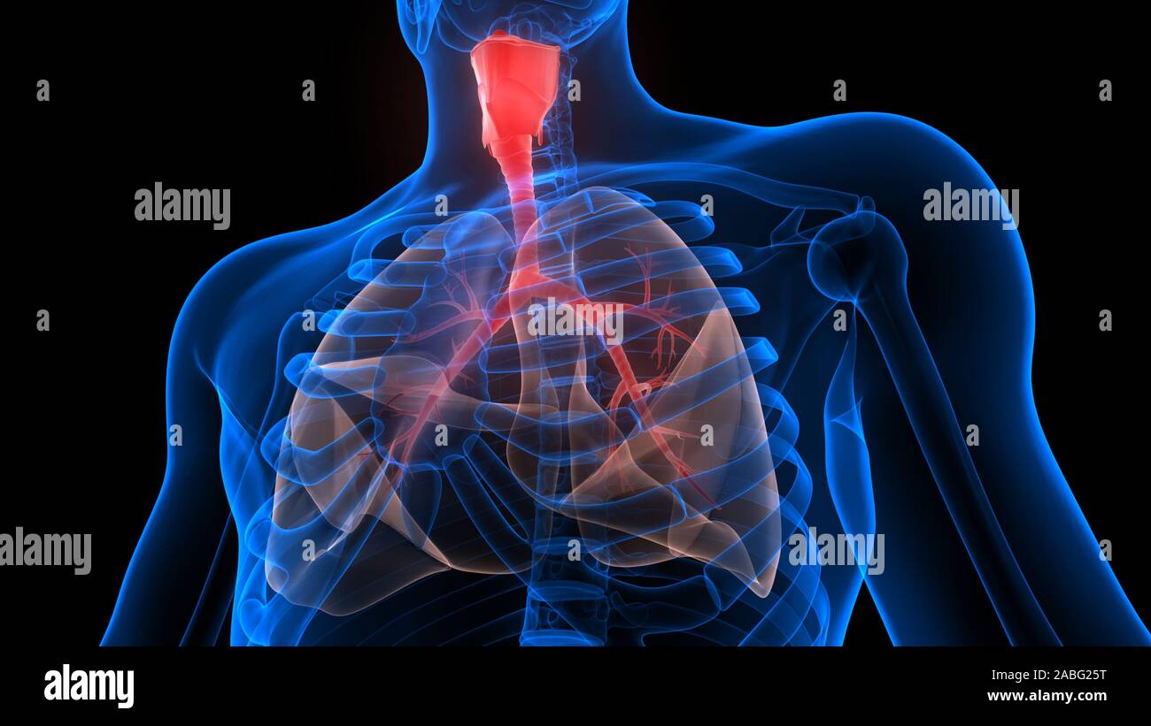 Atemwege Schema Stockfotos & Atemwege Schema Bilder - Alamy