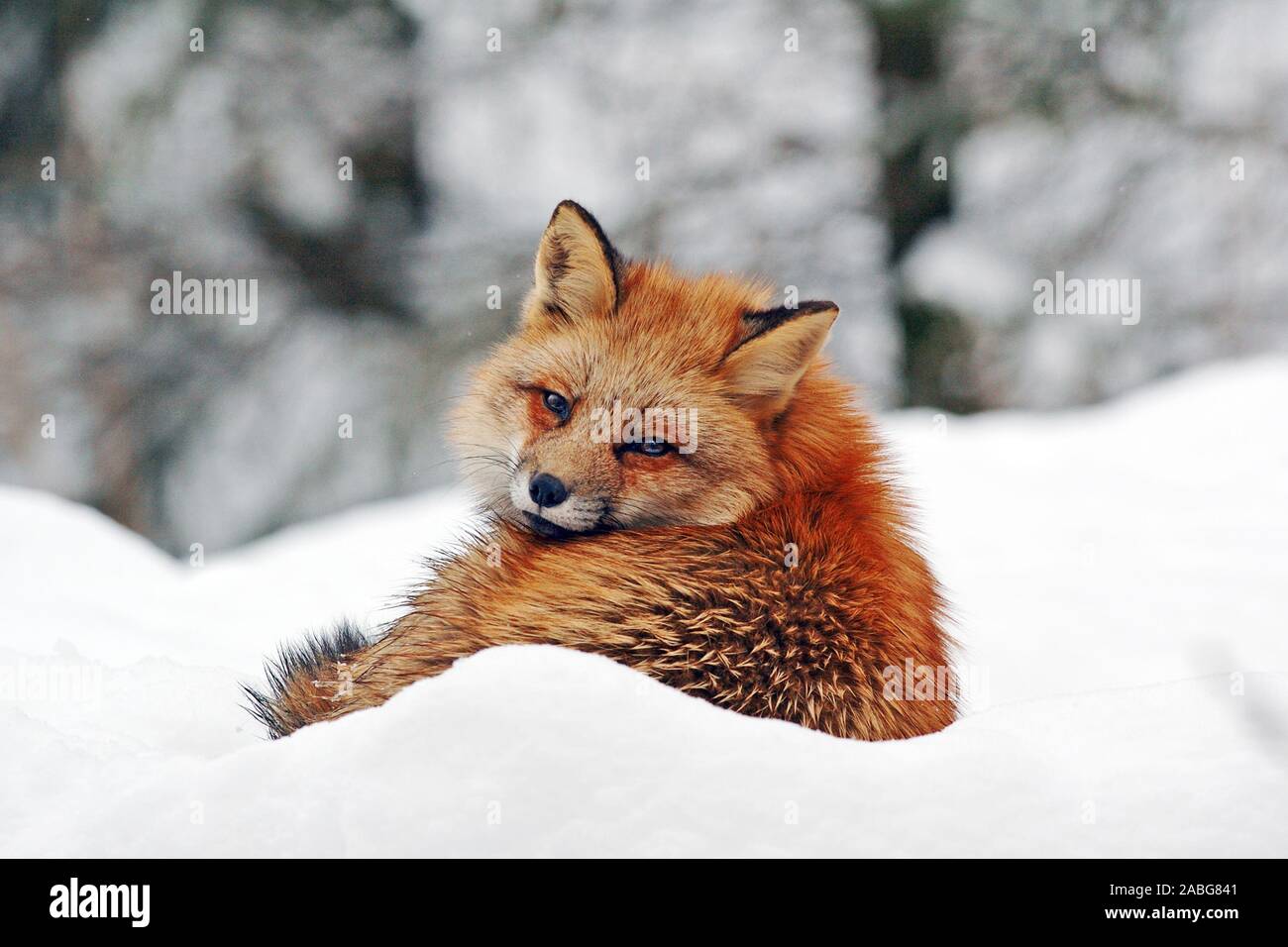 Vulpes vulpes fulva -Fotos und -Bildmaterial in hoher Auflösung – Alamy