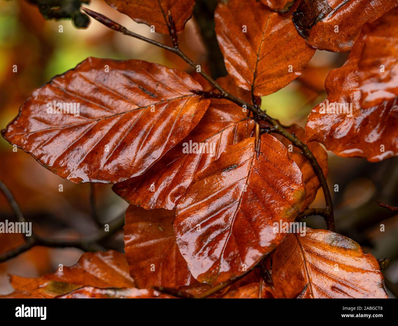 Buchehecke im herbst -Fotos und -Bildmaterial in hoher Auflösung – Alamy