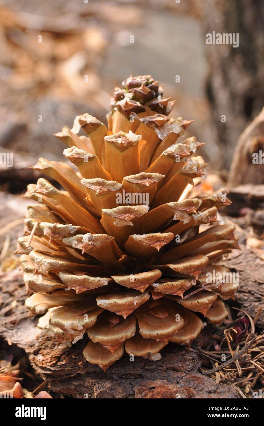 Cone structure -Fotos und -Bildmaterial in hoher Auflösung – Alamy
