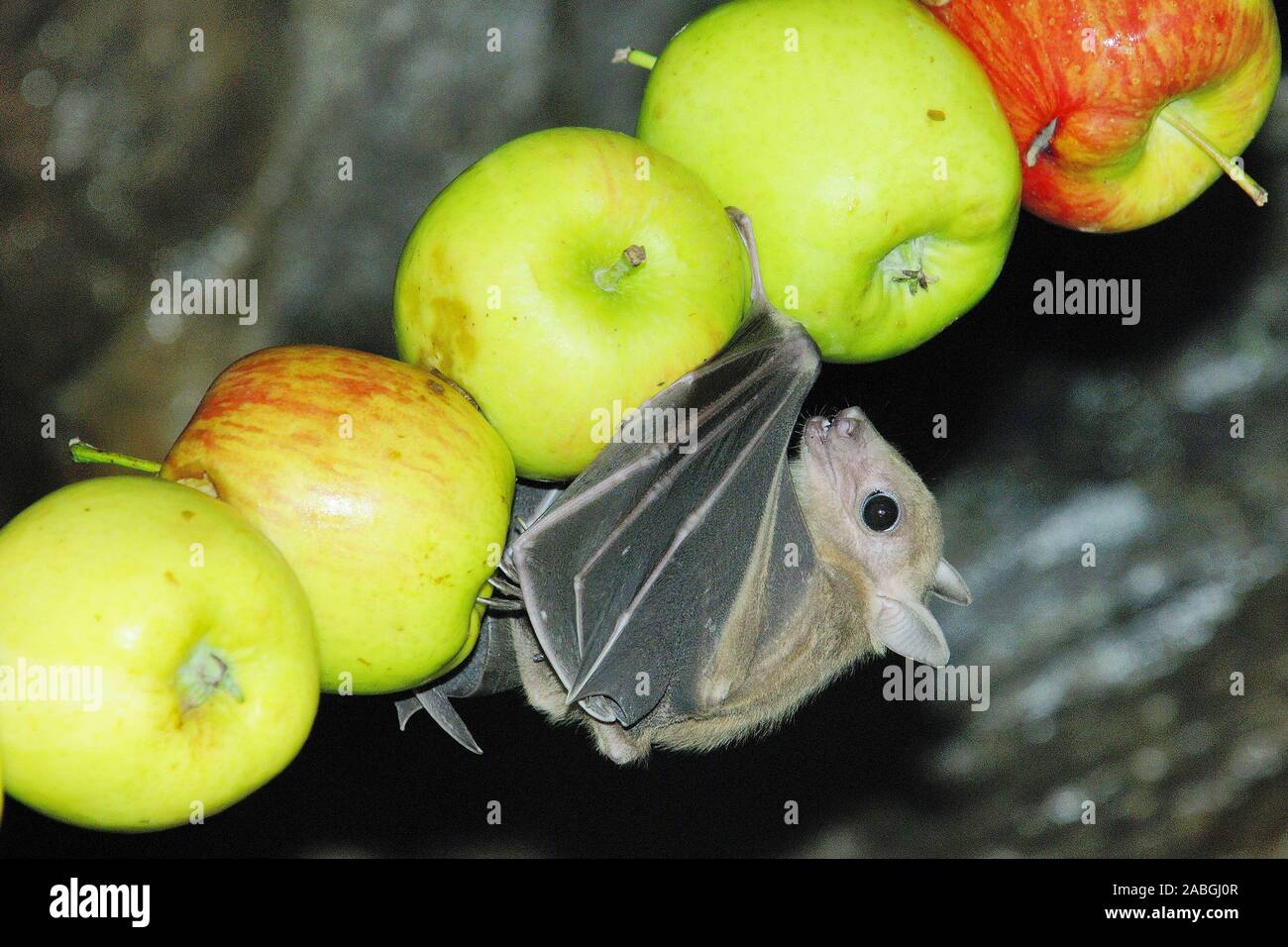 Rousettus aegypticus -Fotos und -Bildmaterial in hoher Auflösung – Alamy