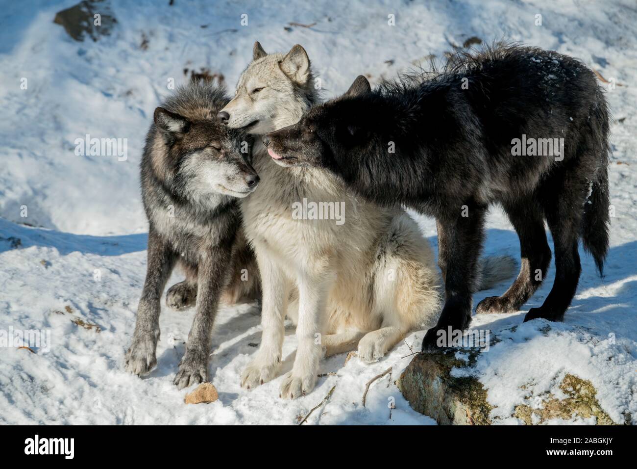 Ein Trio der Schwarzen Wölfe Bindung und Zuneigung zueinander ...