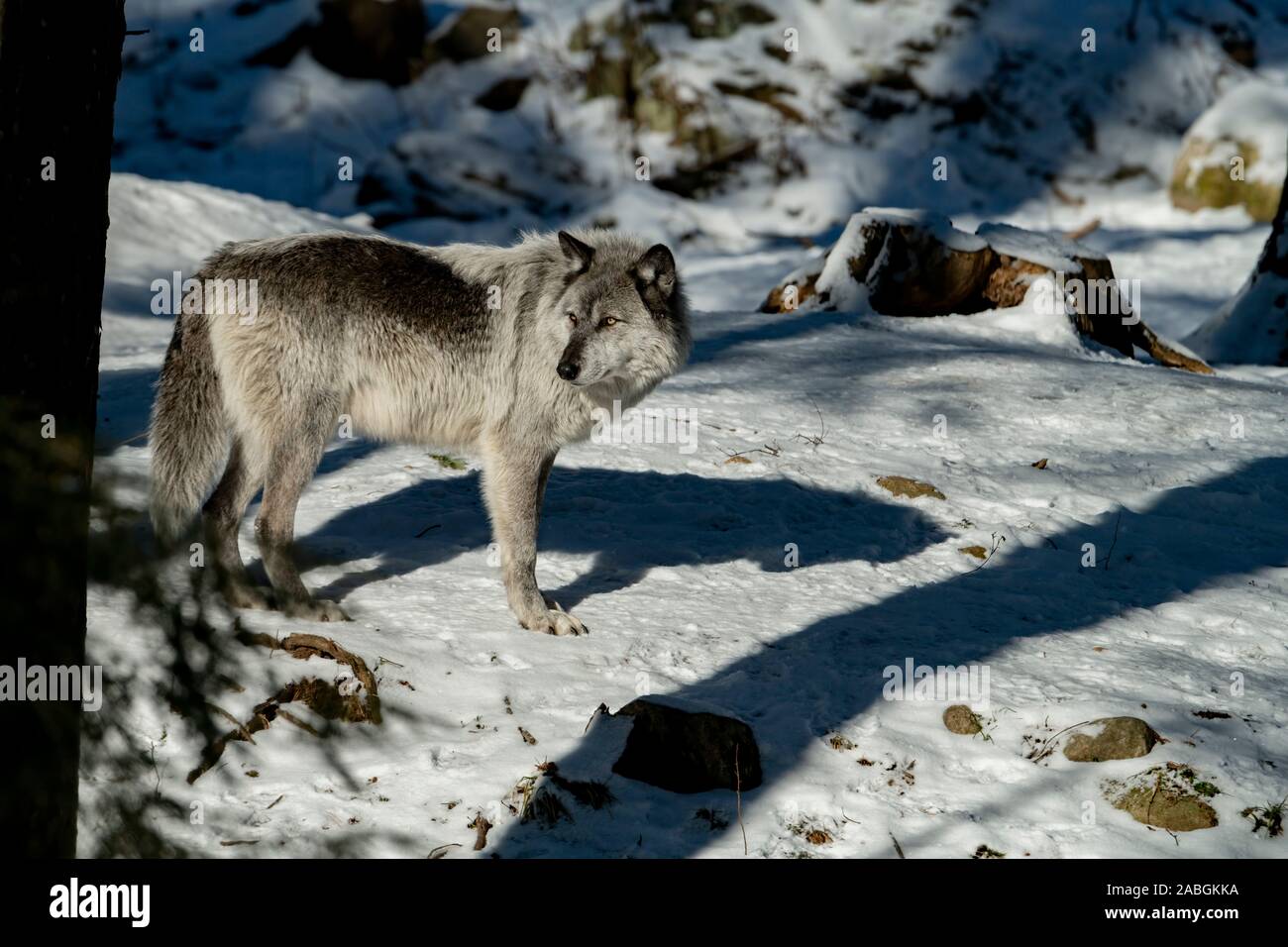 Arktis wolf bilder -Fotos und -Bildmaterial in hoher Auflösung – Alamy