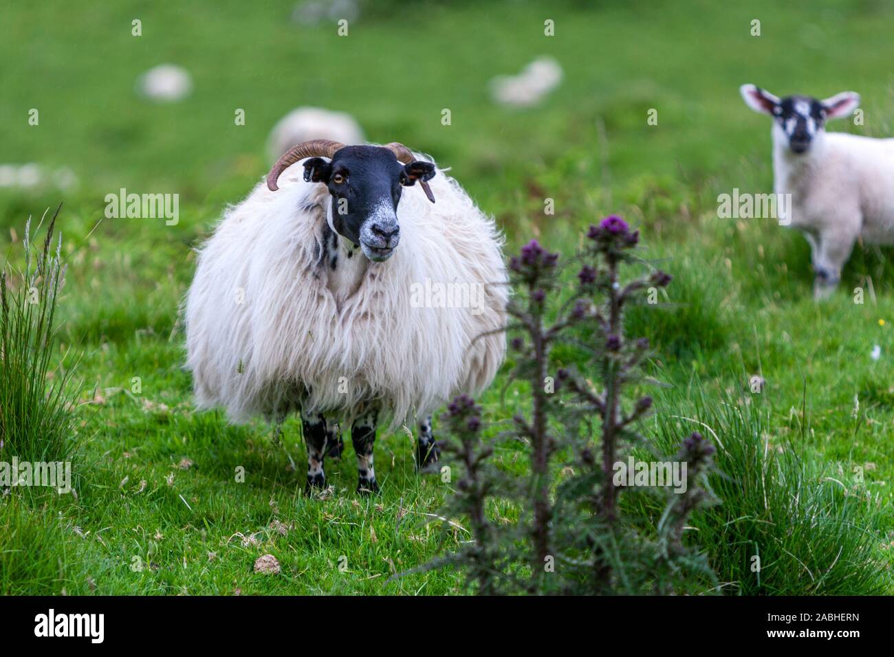 Schottische schafe und disteln -Fotos und -Bildmaterial in hoher ...