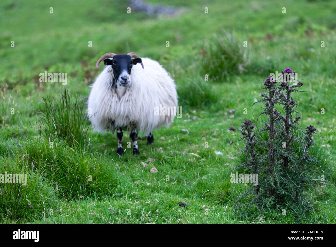 Schottische schafe und disteln -Fotos und -Bildmaterial in hoher ...