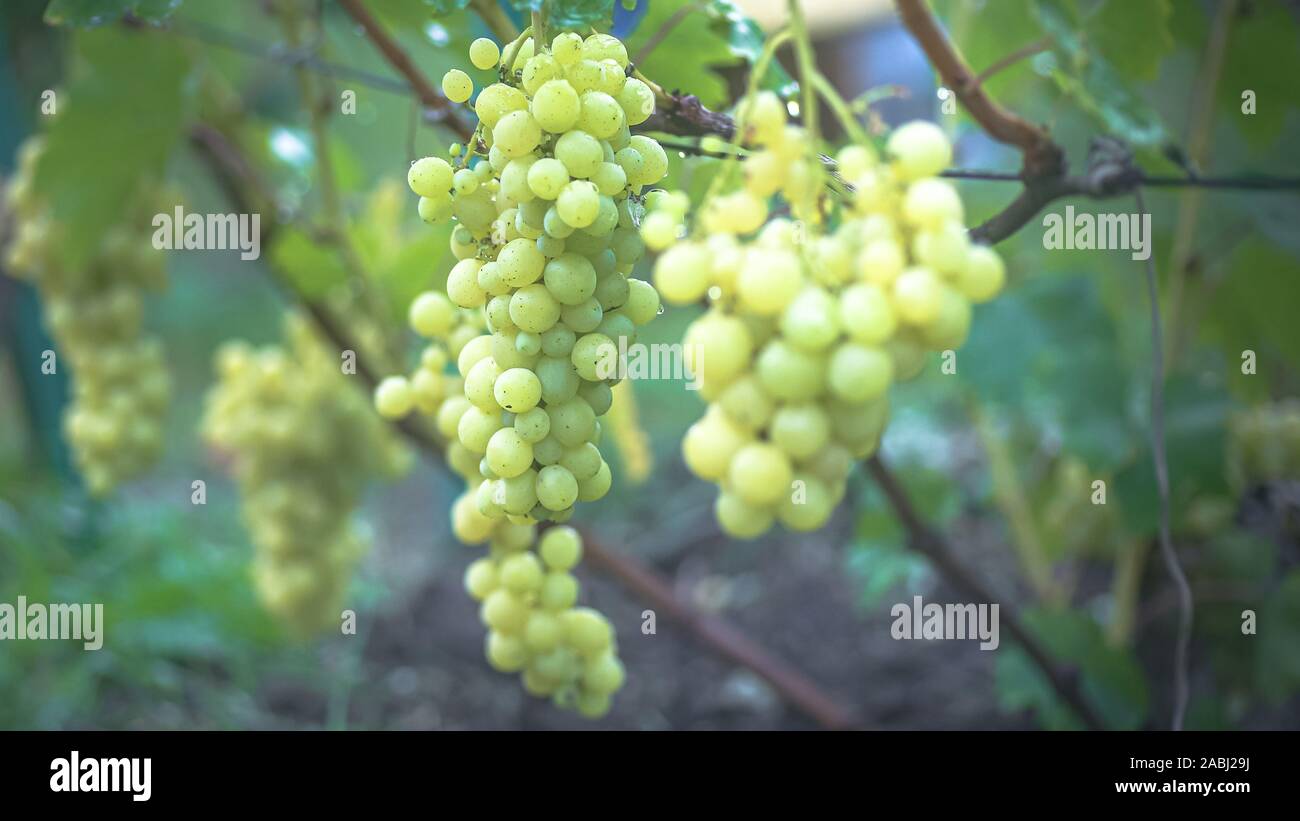Wein Ernte Stockfotos und -bilder Kaufen - Alamy