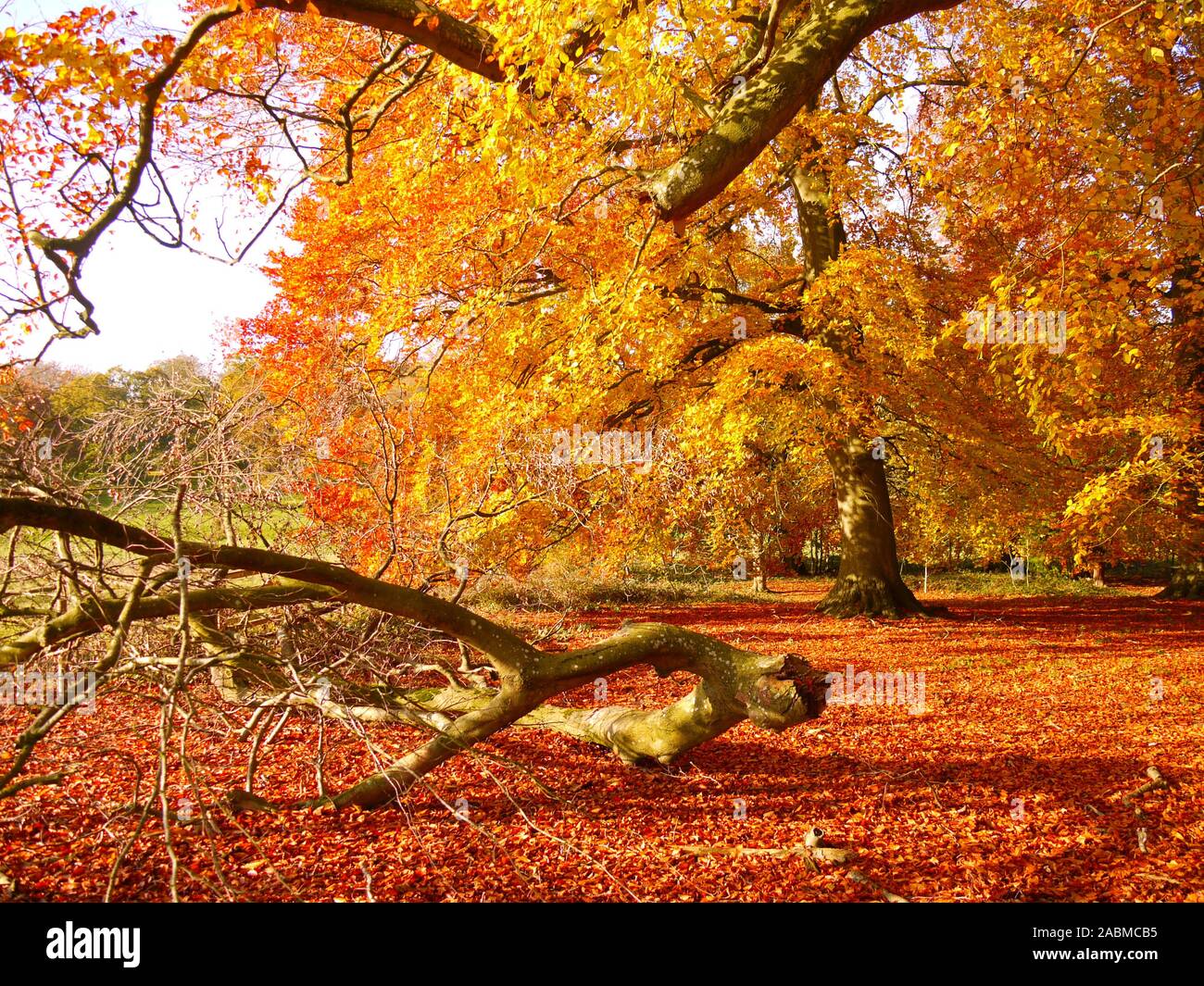 Auf eine neue bedeutung herbst ist auch ein ideal -Fotos und ...
