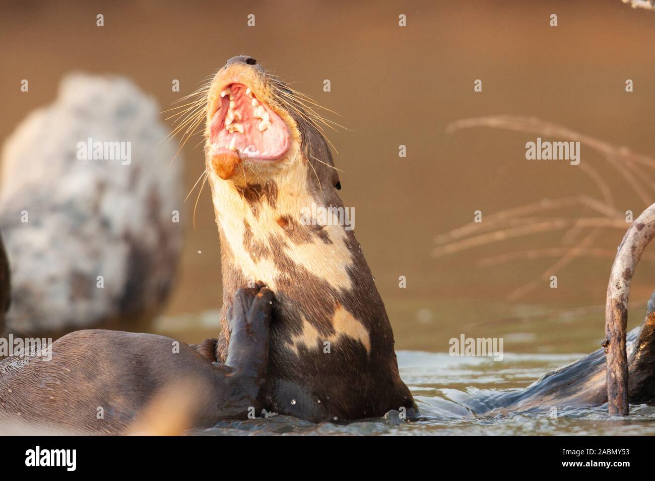 Giant otter pantanal -Fotos und -Bildmaterial in hoher Auflösung – Alamy