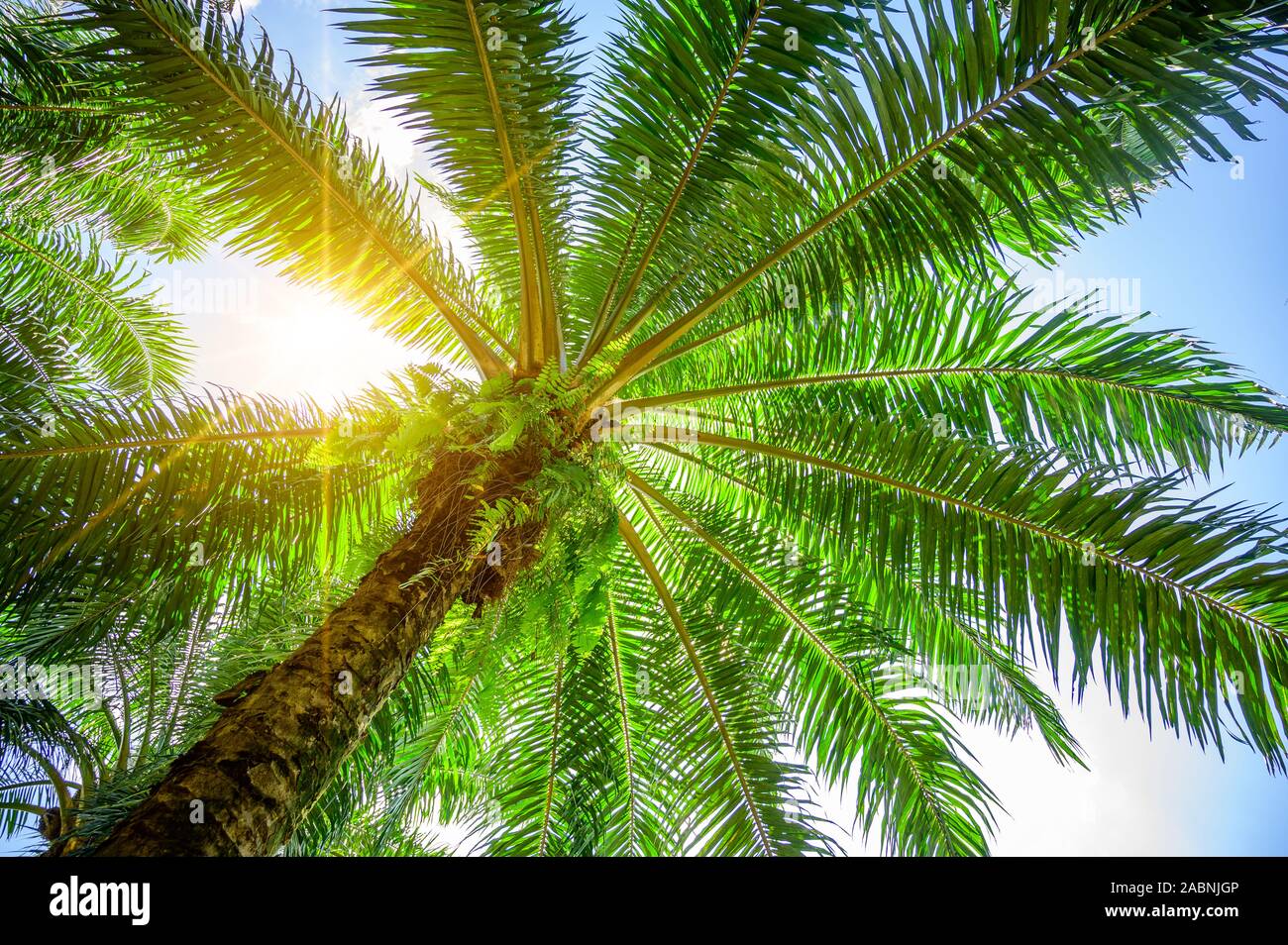 Palm Tree Palmöl grüne grüne Büsche mit Strahlen der Sonne ...