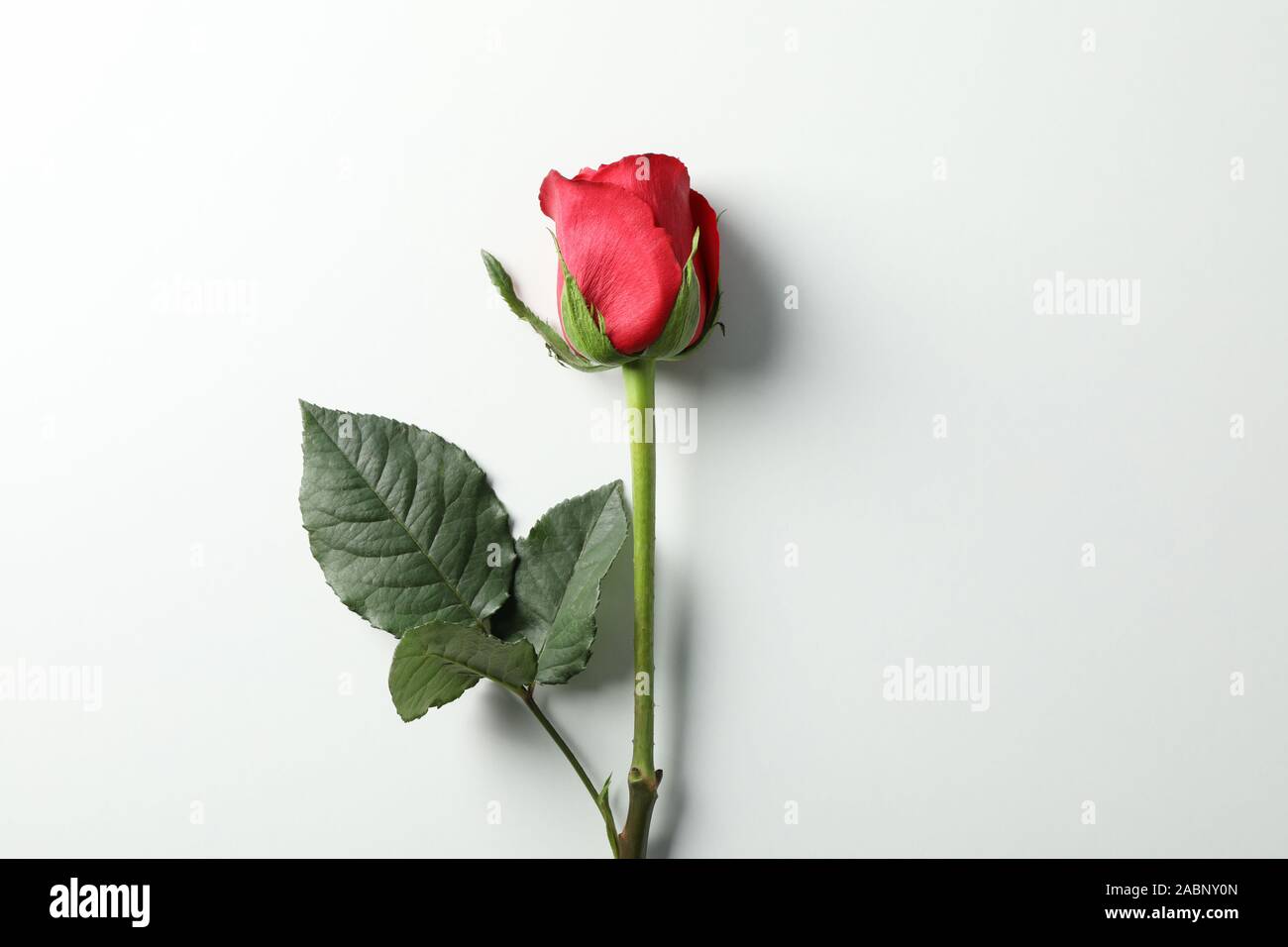 Geschenk Zum Rosentag Stockfotos und -bilder Kaufen - Alamy