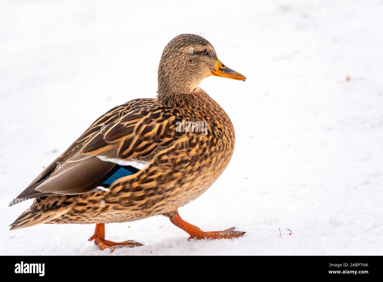 Weibliche ente Spaziergänge im Schnee. Stockente, lat. Anas ...