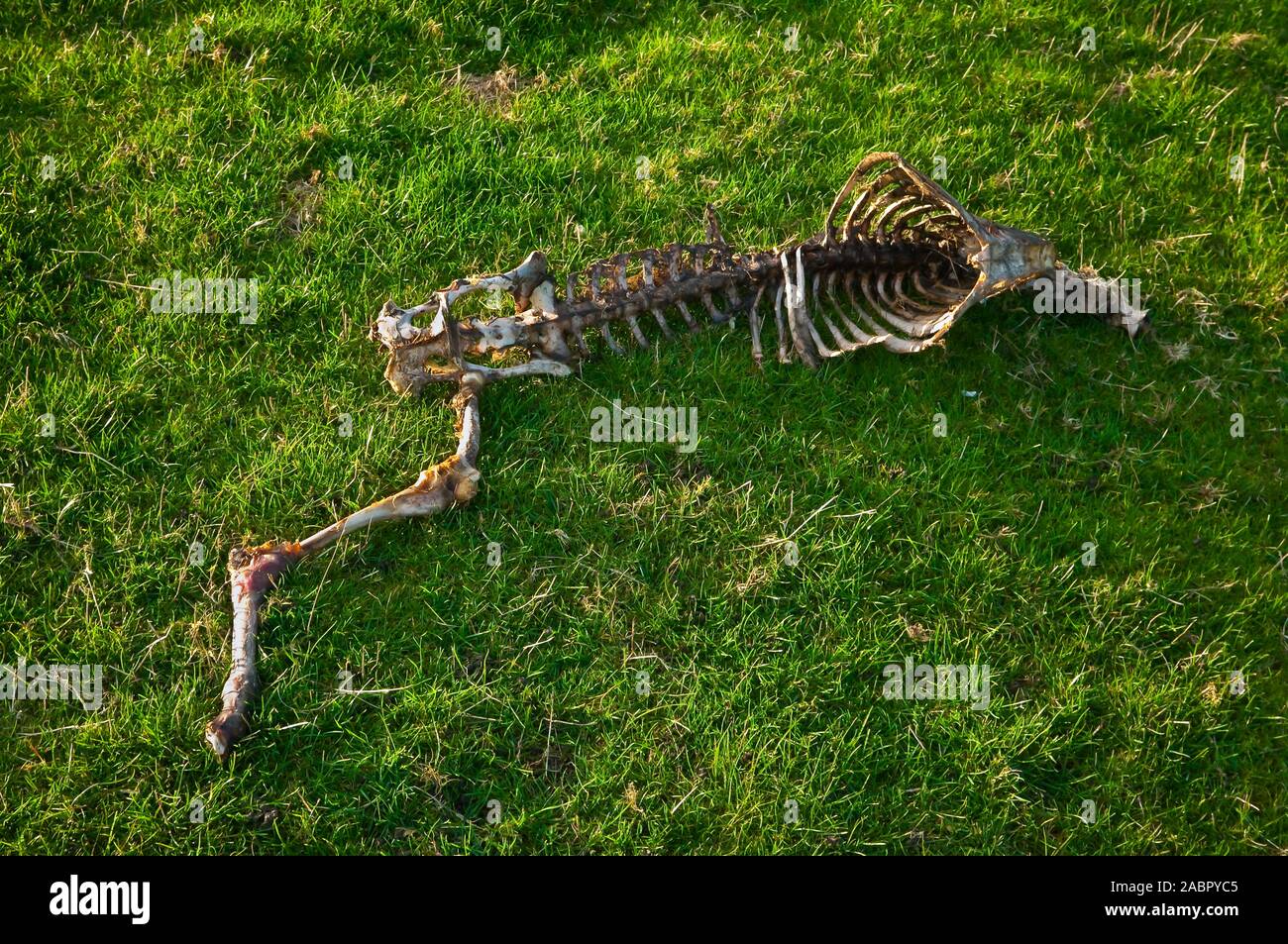 Skeleton hang -Fotos und -Bildmaterial in hoher Auflösung – Alamy