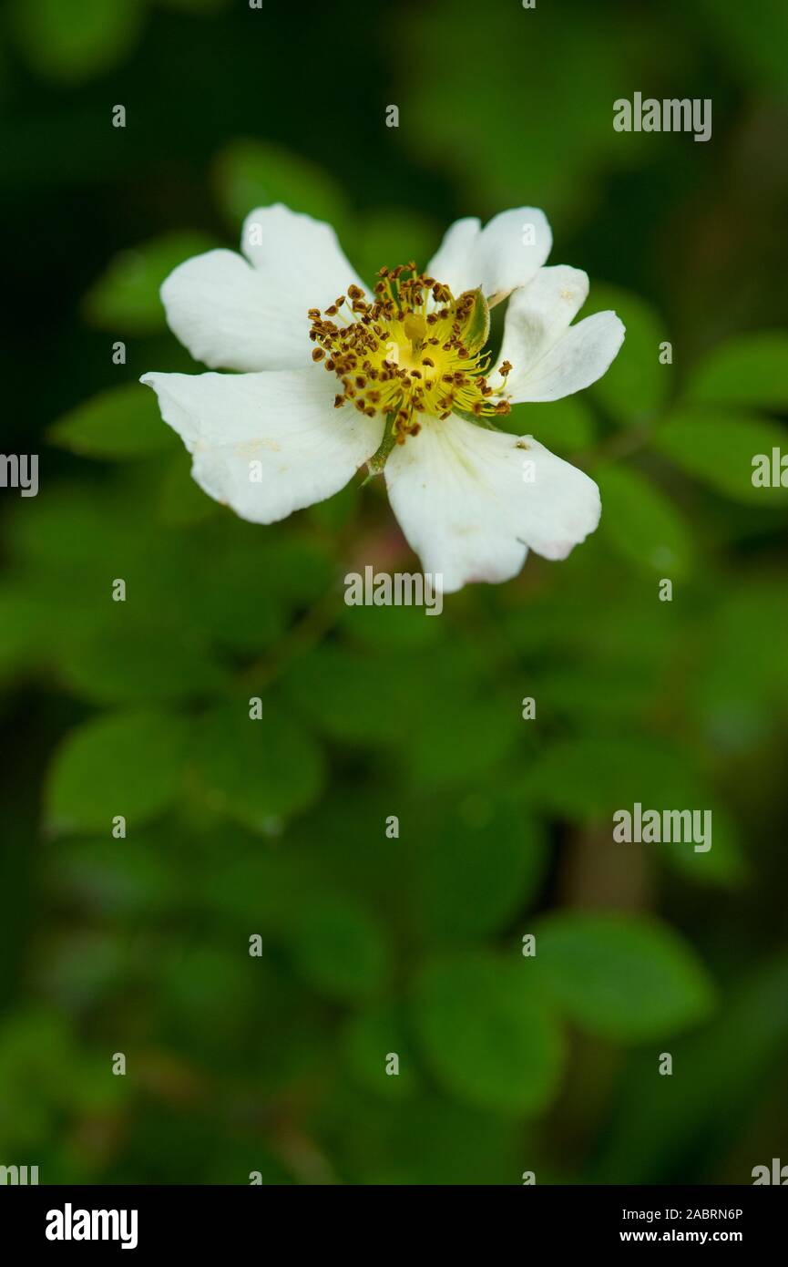 Kriechende rose -Fotos und -Bildmaterial in hoher Auflösung – Alamy