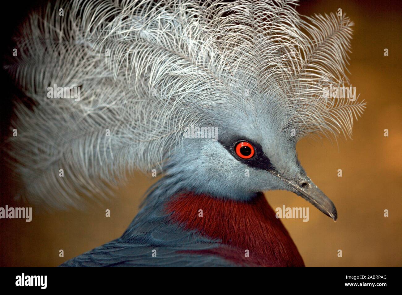 Spitzenkamm taube -Fotos und -Bildmaterial in hoher Auflösung – Alamy