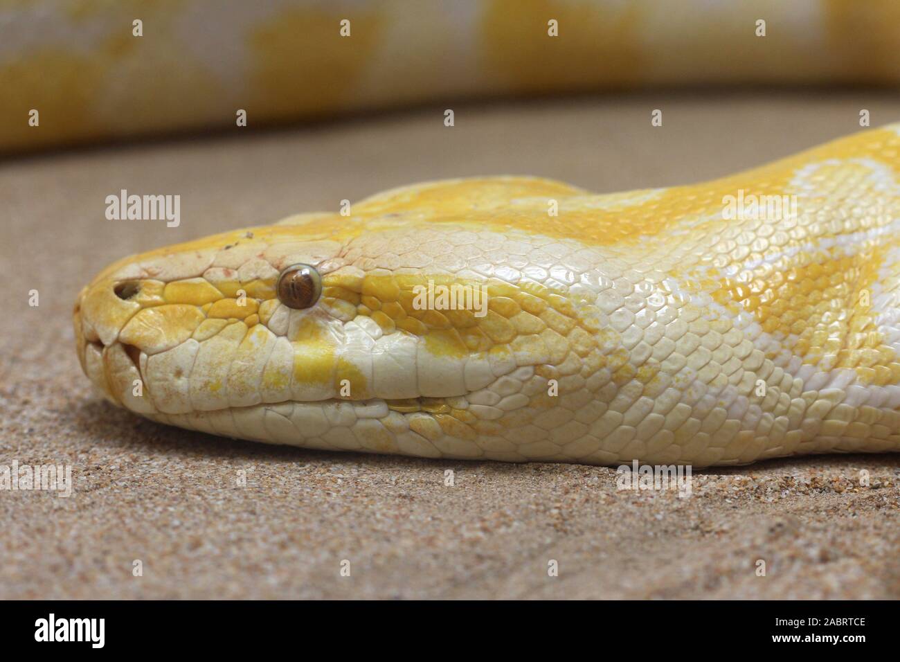 Dunkler tigerpython -Fotos und -Bildmaterial in hoher Auflösung – Alamy