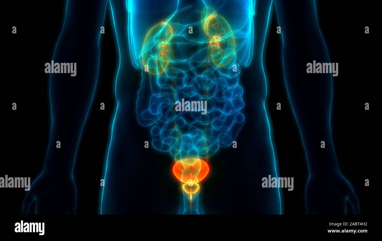 Menschliche prostata -Fotos und -Bildmaterial in hoher Auflösung – Alamy