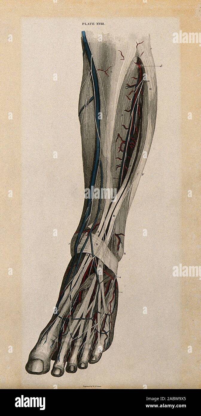 Human foot nerves -Fotos und -Bildmaterial in hoher Auflösung – Alamy