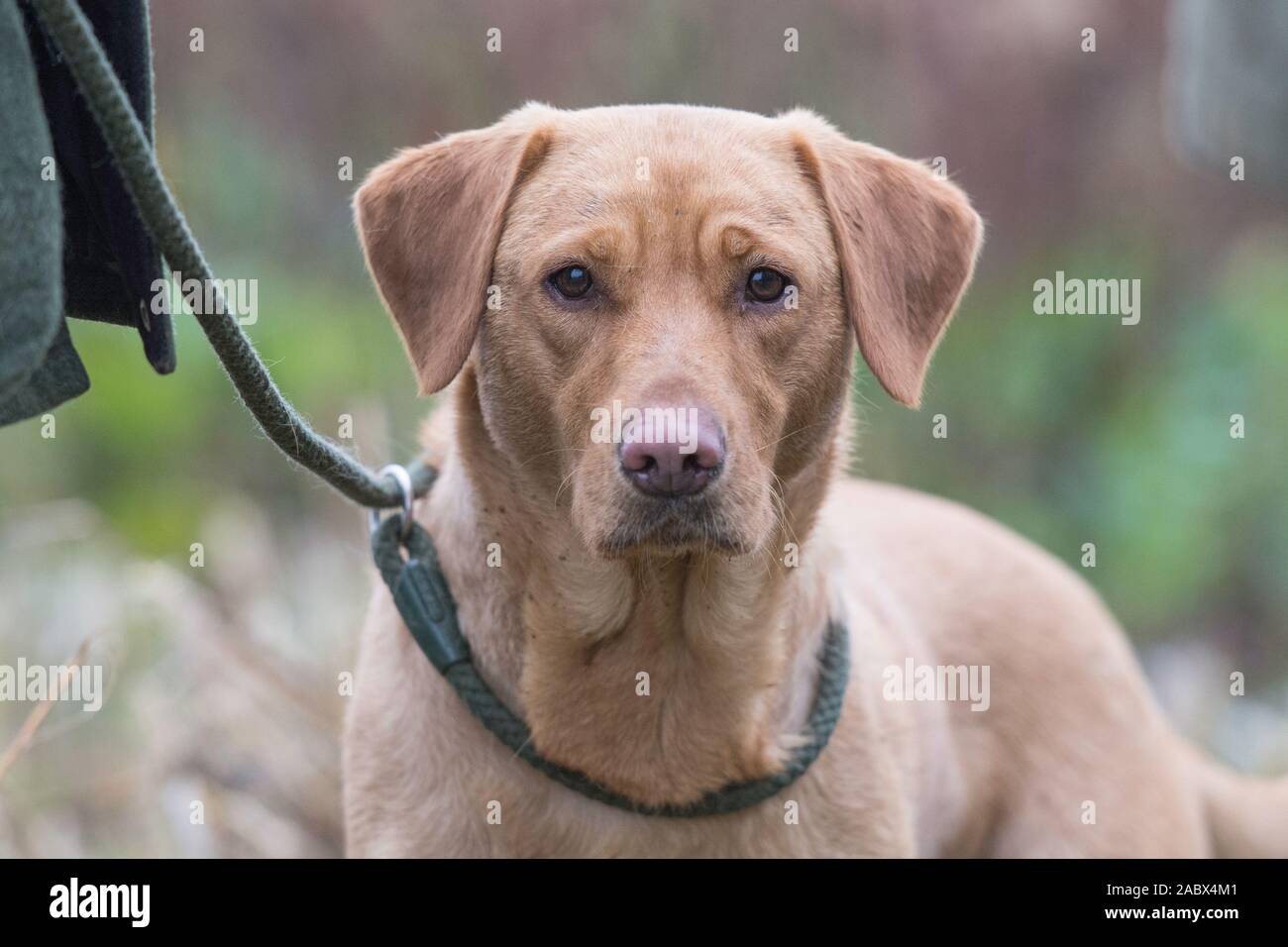 Gesunder labrador hund -Fotos und -Bildmaterial in hoher Auflösung – Alamy