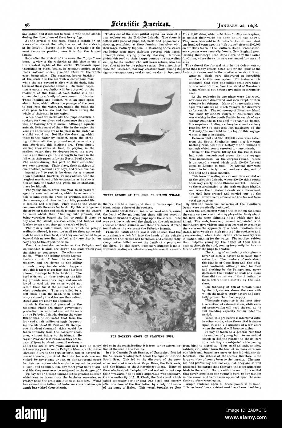 Drei ARTEN DER ORCA oder SCHWERTWAL. PUP ROOKERY GRUPPE DER HUNGERNDEN ...