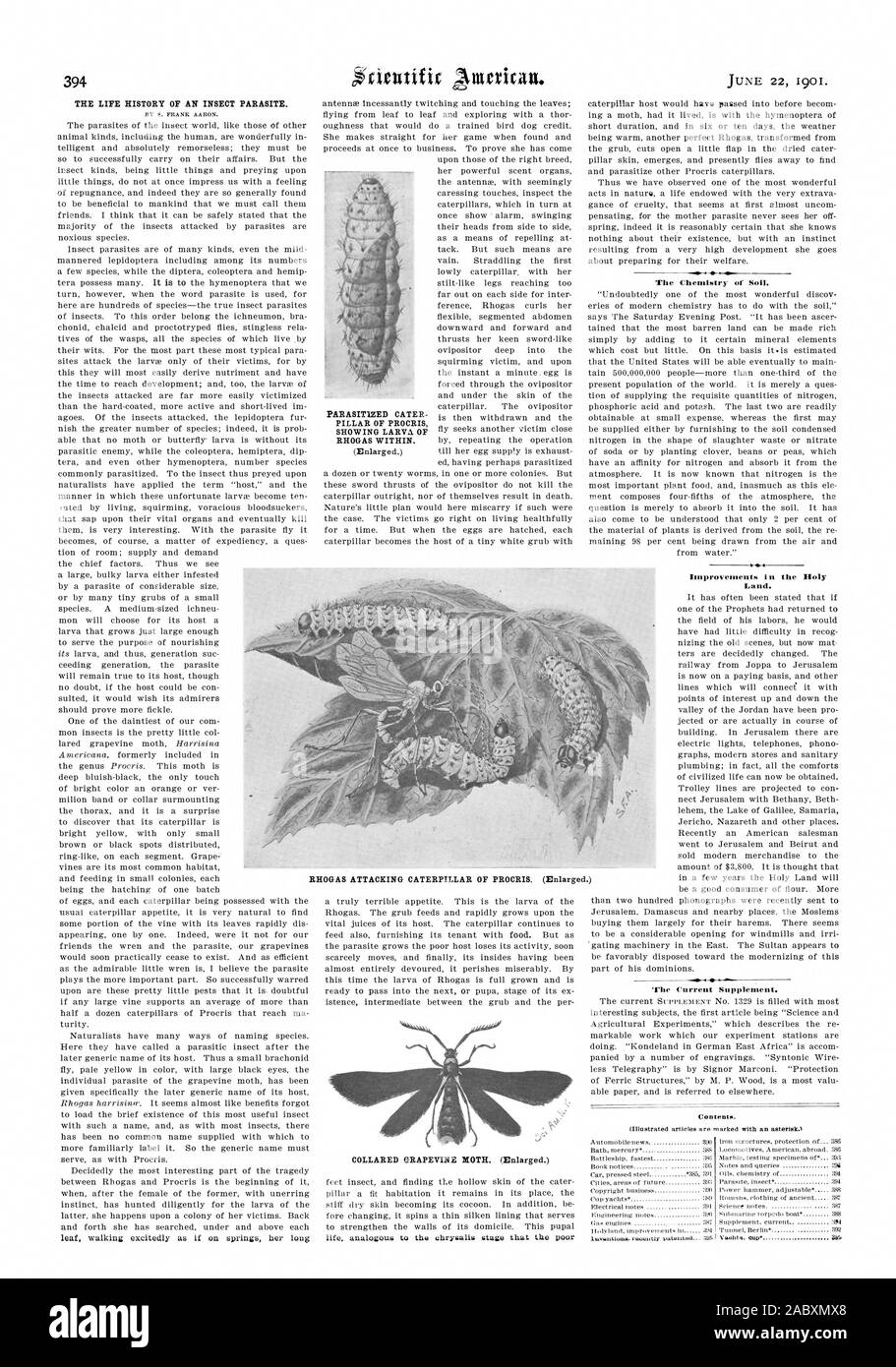 Die LEBENSGESCHICHTE von einem Insekt Parasiten. Parasitiert bieten ...