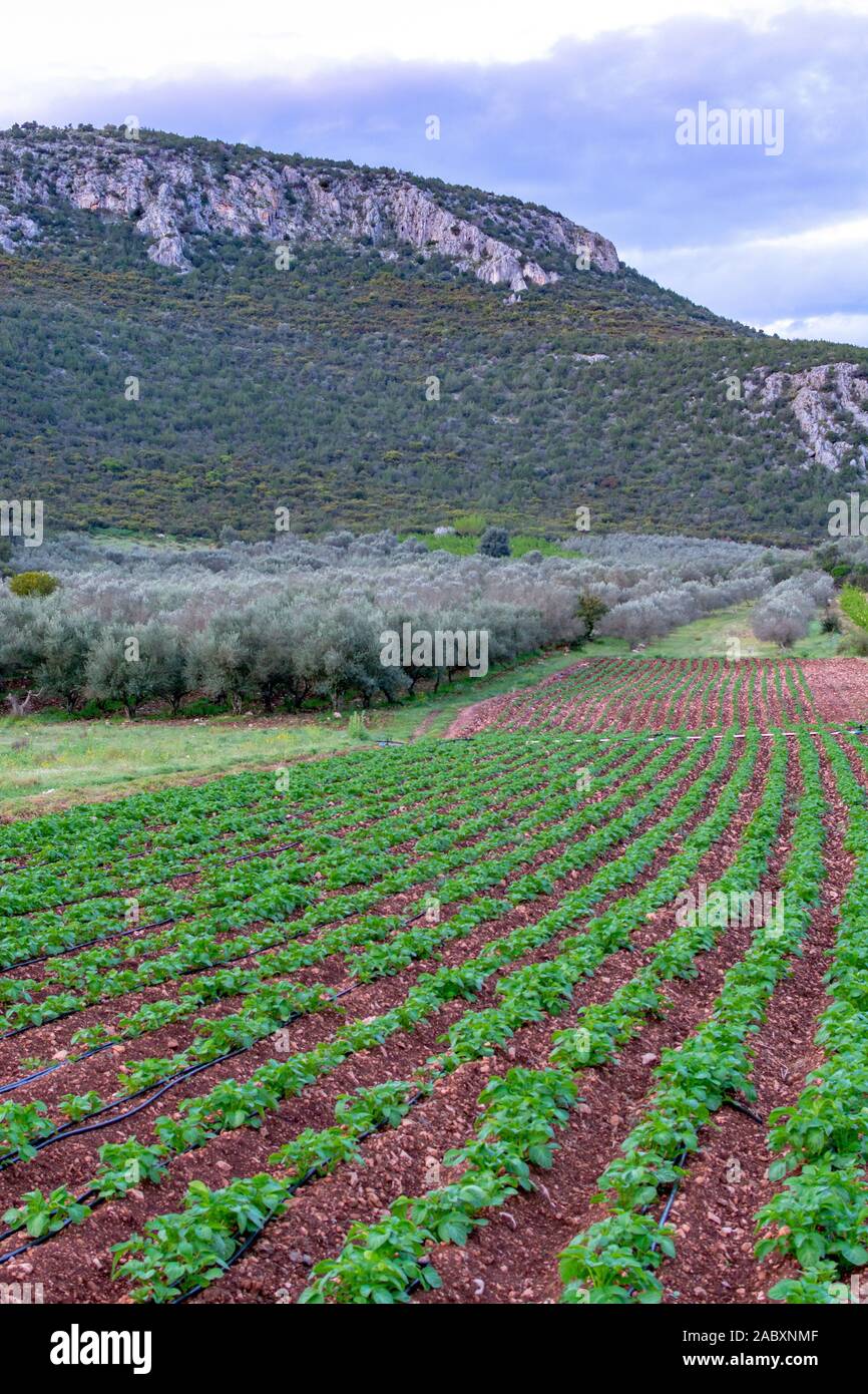 Bauernhof Feld mit Reihen von Jungen der Kartoffel Pflanzen draussen ...