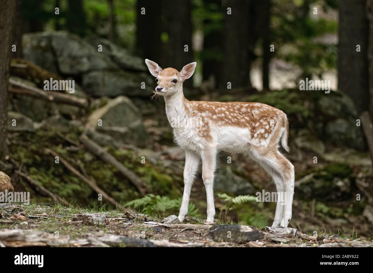 Hirsch damwild natur tierfoto -Fotos und -Bildmaterial in hoher ...