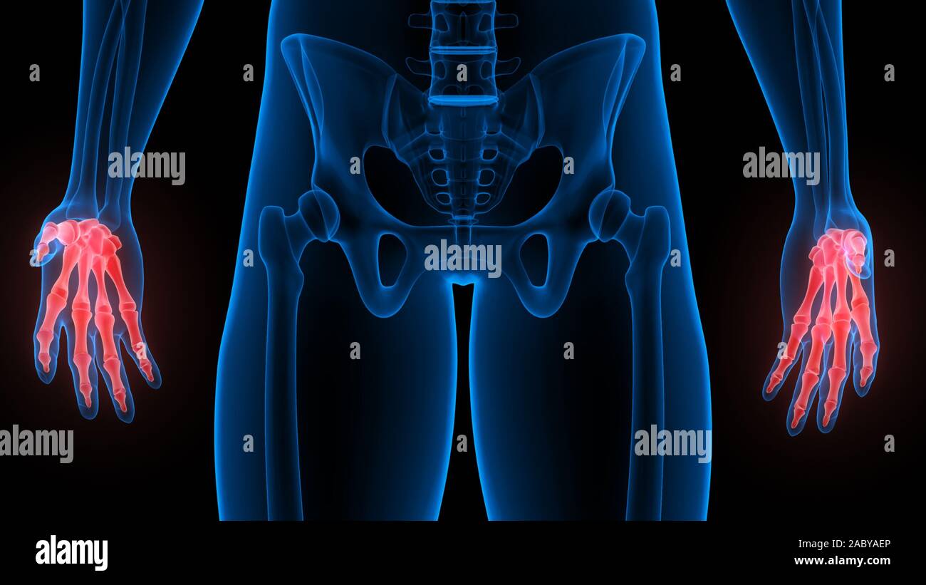 Gelenke anatomie Stockfotos und -bilder Kaufen - Alamy
