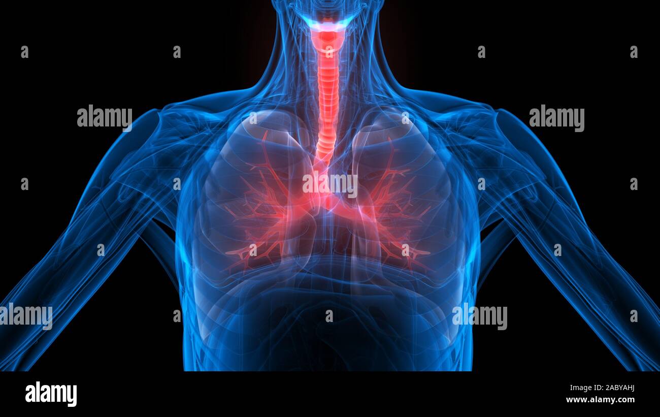 Atemwege Schema Stockfotos & Atemwege Schema Bilder - Alamy