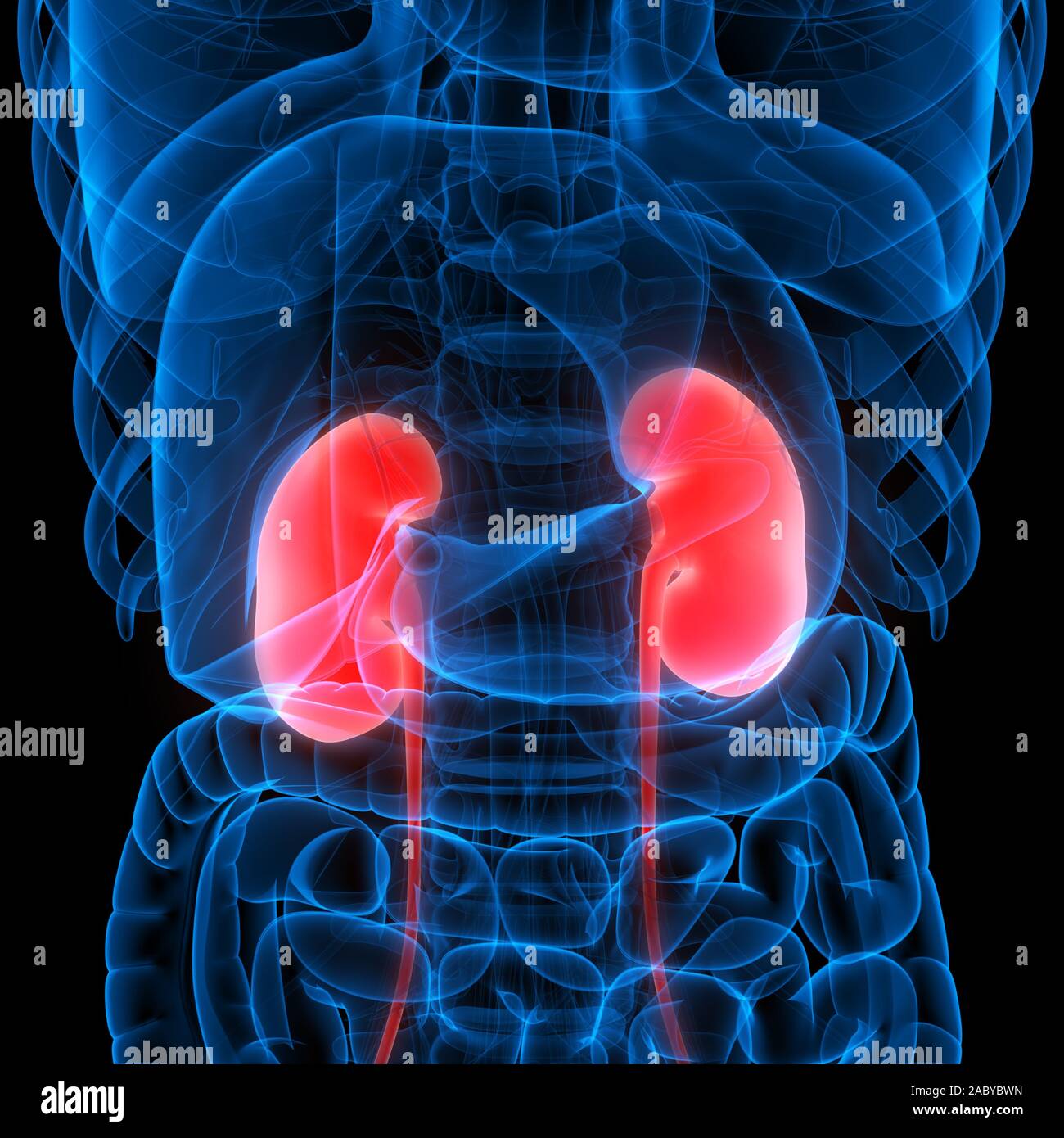 Menschliche Innere Organe Harnsystem Nieren Anatomie. 3D ...