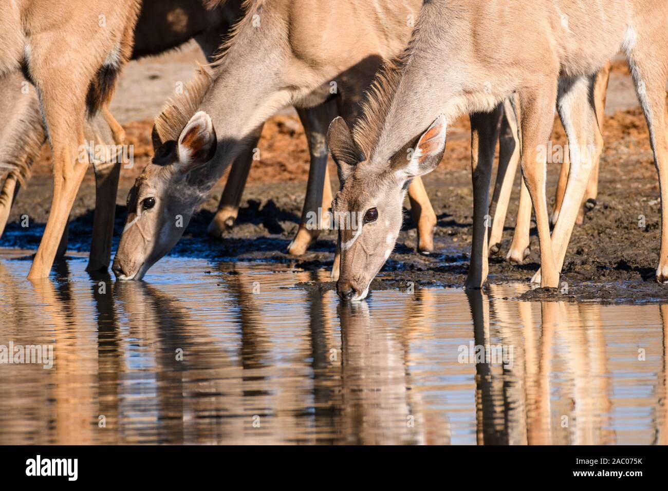 Tiere Im Fluss Stockfotos und -bilder Kaufen - Alamy